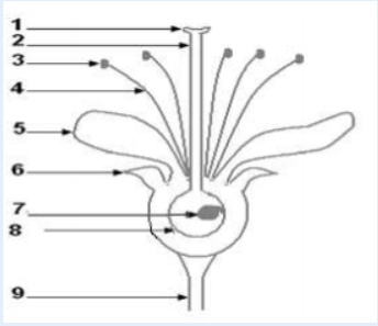 Série d'exercices sur La reproduction chez les plantes à fleurs - 5e ...